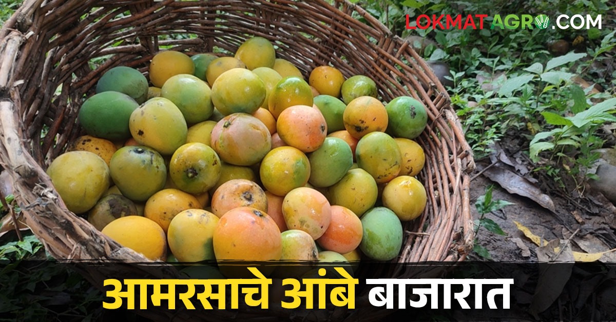 बाजारात आले रसाचे गावरान आंबे; वाचा काय आहे दर? | Gavran mangoes of in ...