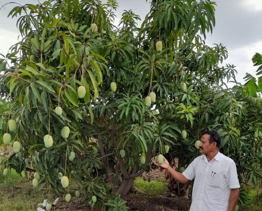 सेंद्रीय आंबा फळबागेतून लाखोंचे उत्पन्न | Income of lakhs from ...