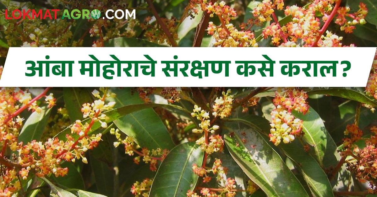 आंबा मोहोरावरील कीड व रोग नियंत्रण कसे कराल? | How to control pests and ...