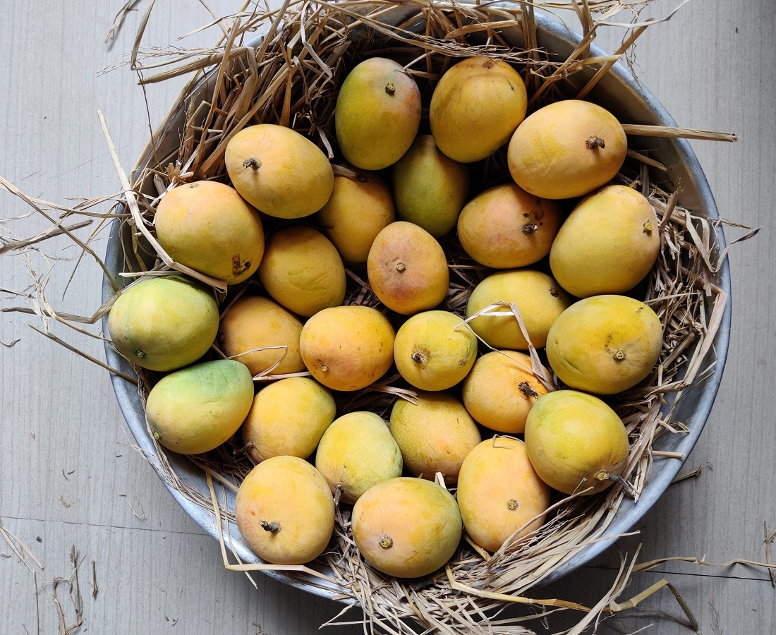 आंबा उत्पादकांना आठ वर्षांनी पैसे | Payment to mango growers after ...