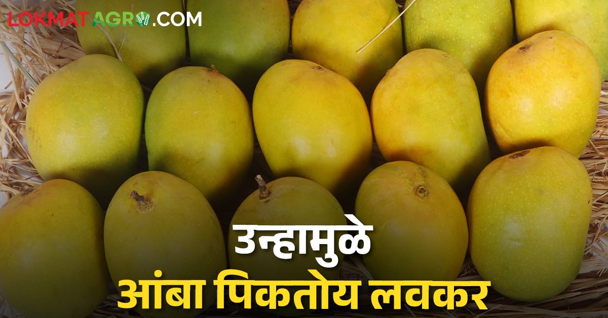 उष्मा वाढल्याने आंबा तयार होण्याला गती; आवक वाढण्याची शक्यता | Increase in heat early ripening ...