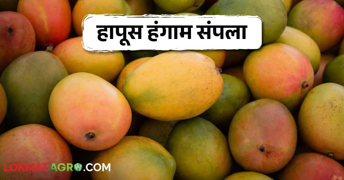 Hapus Mango Season अनेक संकटे झेलून अखेर हापूस हंगामाचा निरोप | Hapus Mango Season; end of the ...