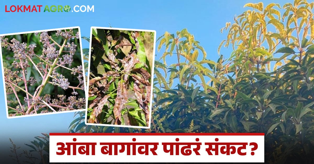 latest news Mango Pest Management: Cloudy weather; White powdery mildew ...
