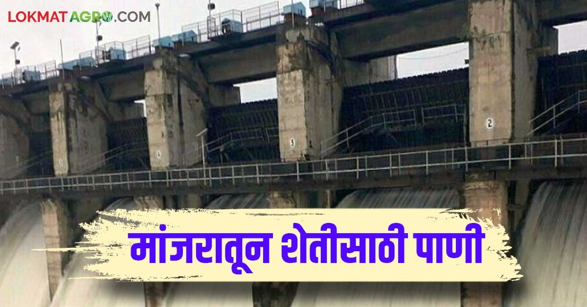Manjara Dam water release for summer crops