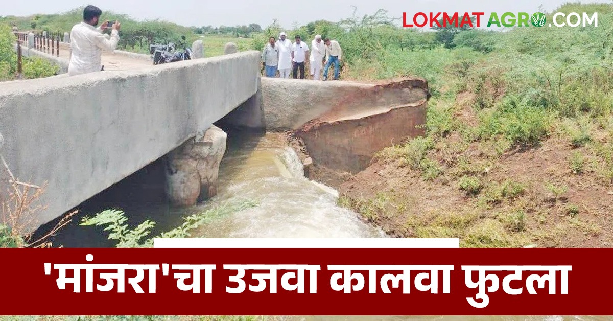 latest news Due to the rupture of the right canal of 'Manjara' dam