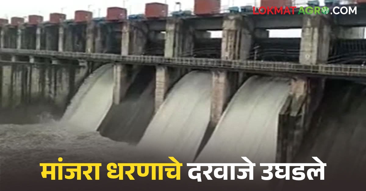 latest news Manjara Dam Water Storage read in details