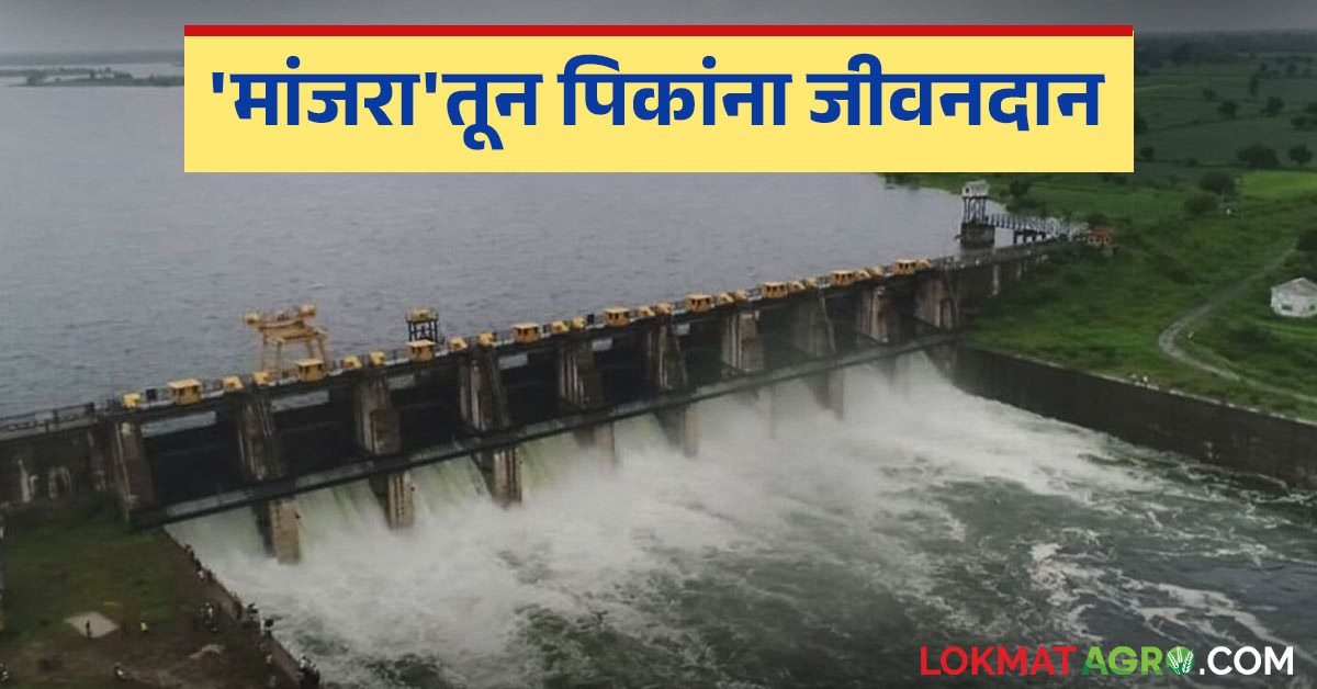 latest news Manjara Dam water release for summer crops