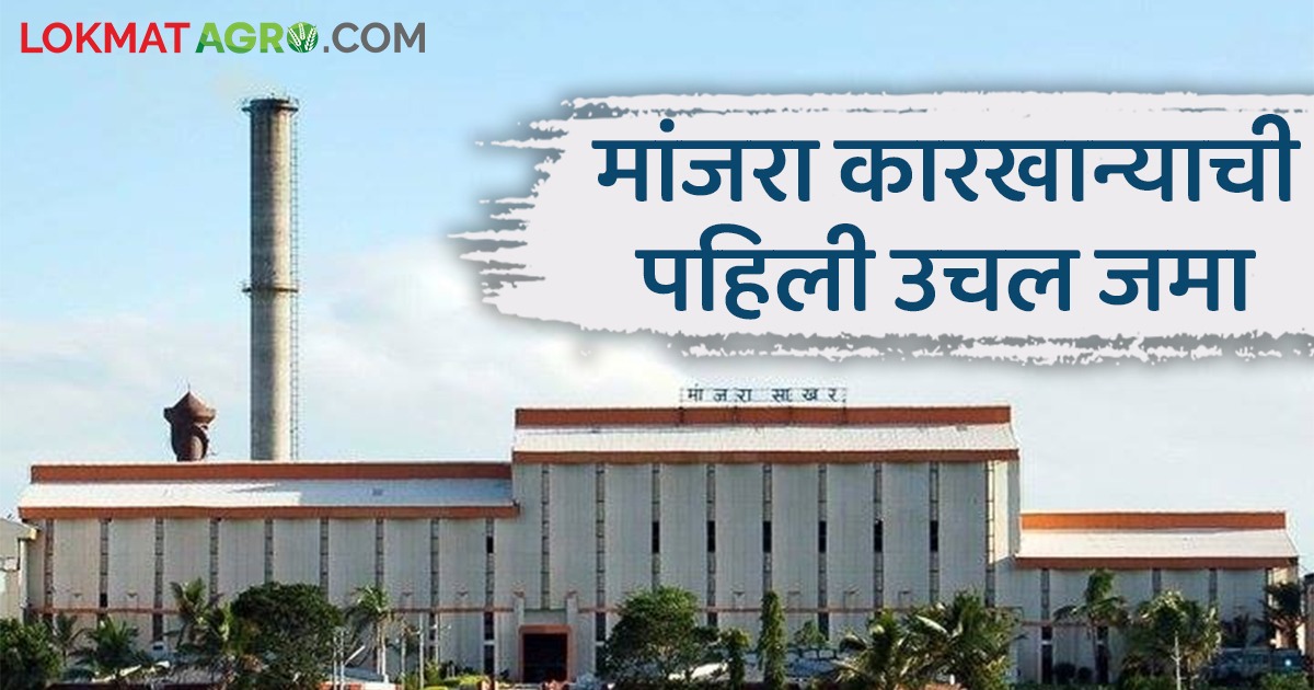 How much was sugarcane crushed in Manjara Sugar Factory