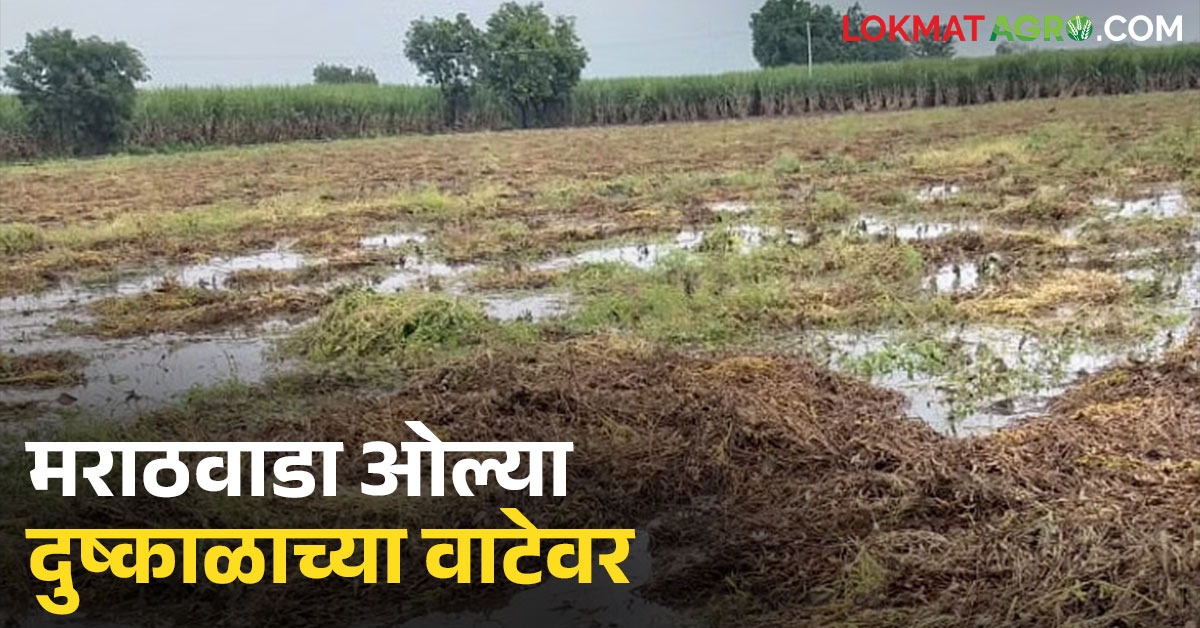 latest news Marathwada Crop Damage Update read in details