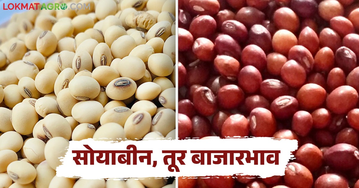 latest news Soybean, Tur Arrivals read in details