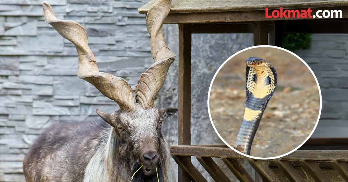 जिवंत सापाला चावून चावून फेकतो 'हा' जीव, शेजारील देशाचा आहे राष्ट्रीय ...