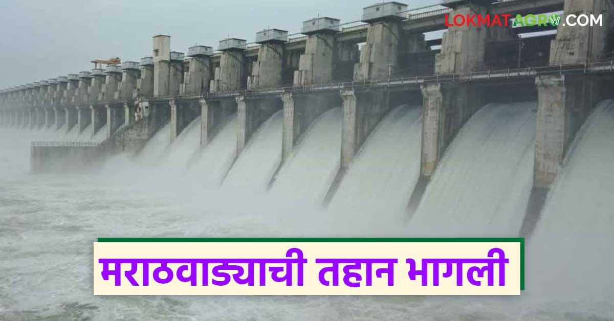 latest news Marathwada Dam Water Level Update read in details