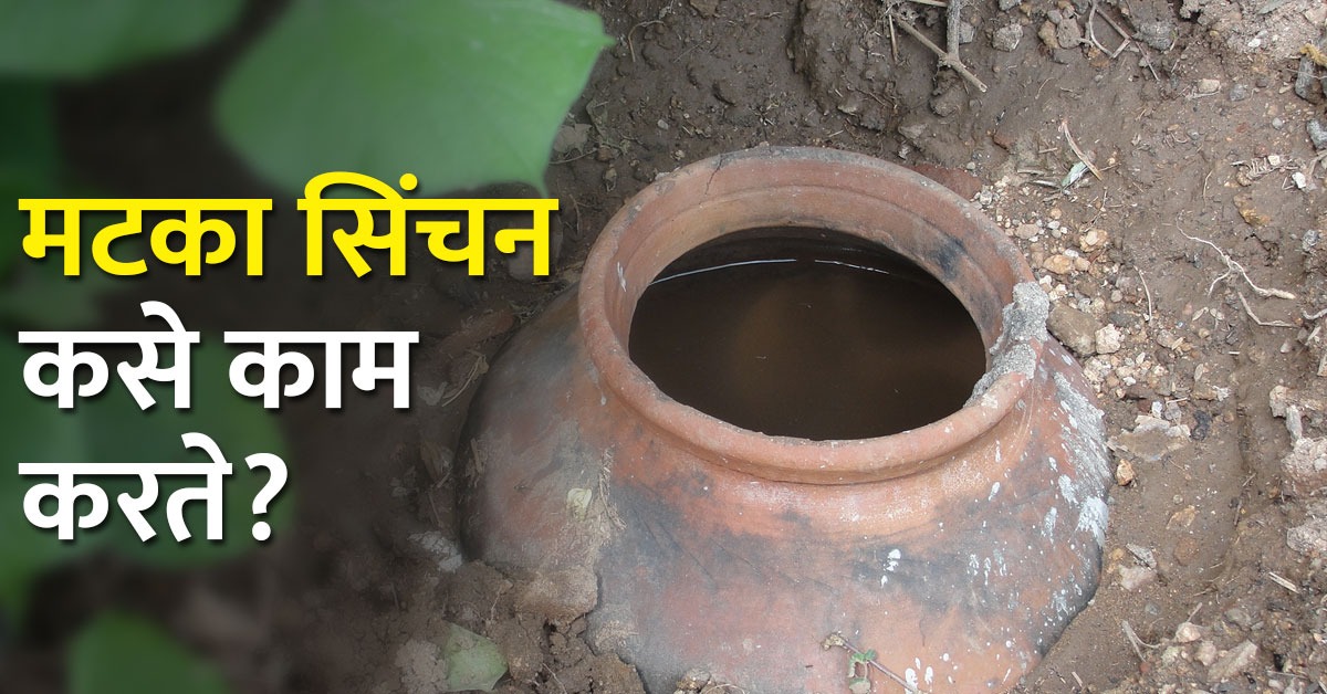फळ पिकांसाठी फायदेशीर मटका सिंचन | Beneficial matka irrigation for ...