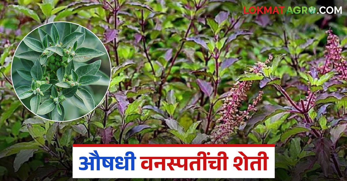latest news Awareness of cultivation of medicinal crops!