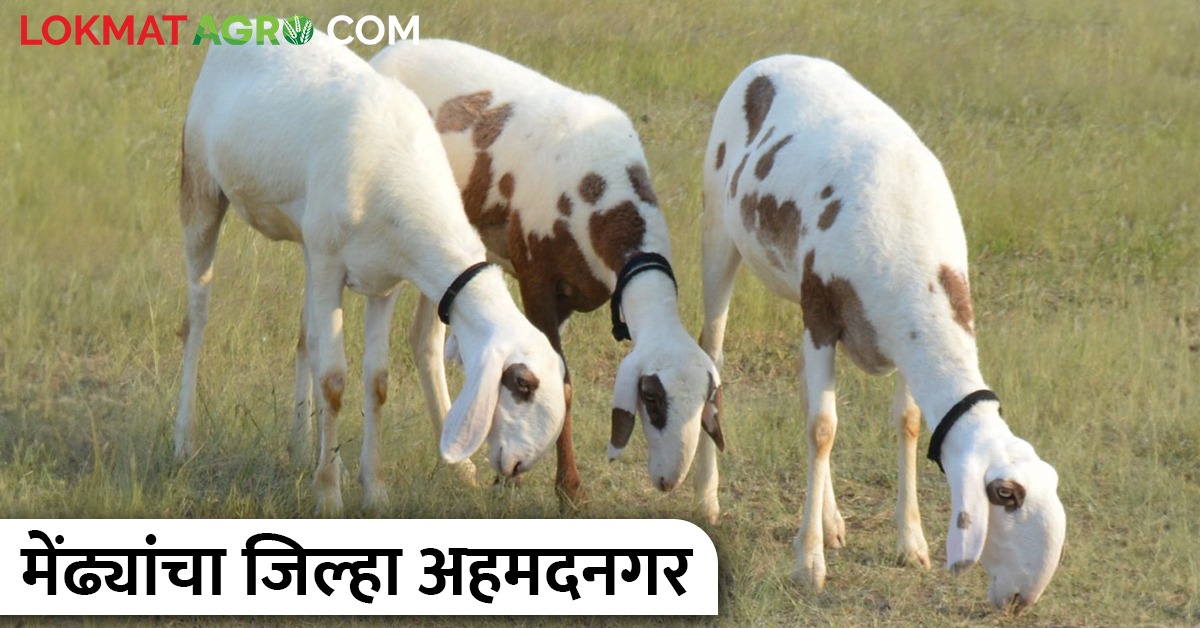 पारनेरमध्ये लोकर उत्पादने तयार होणार; लोकर प्रक्रिया संशोधन केंद्रास ...