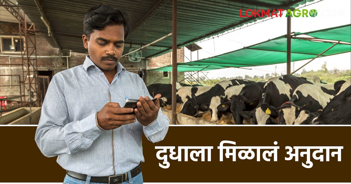 Milk producers get subsidy for cow milk