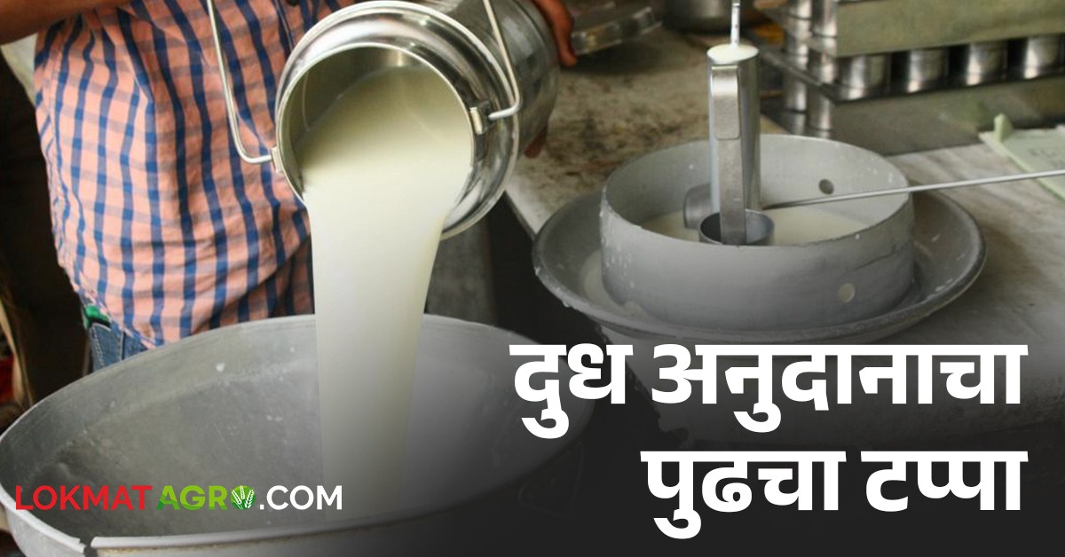 कोल्हापूर जिल्ह्यात एवढे दूध उत्पादक राहणार अनुदानापासून वंचित | So ...