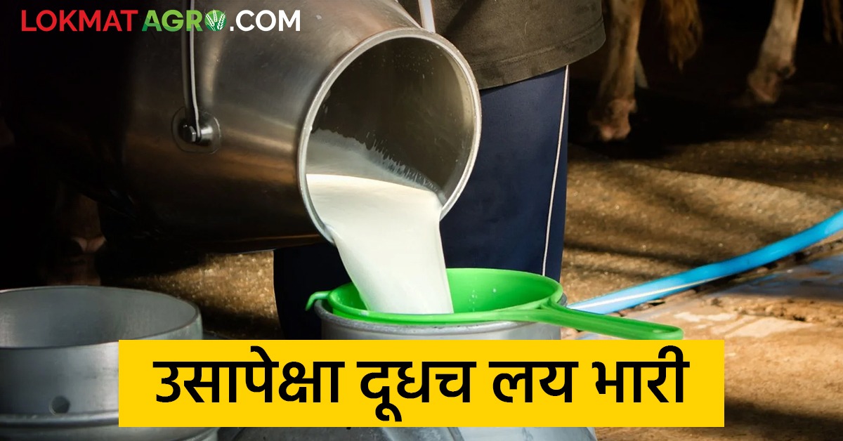 उसाच्या कोल्हापुरात दुध उत्पादन व्यवसाय सरस | Milk production business ...