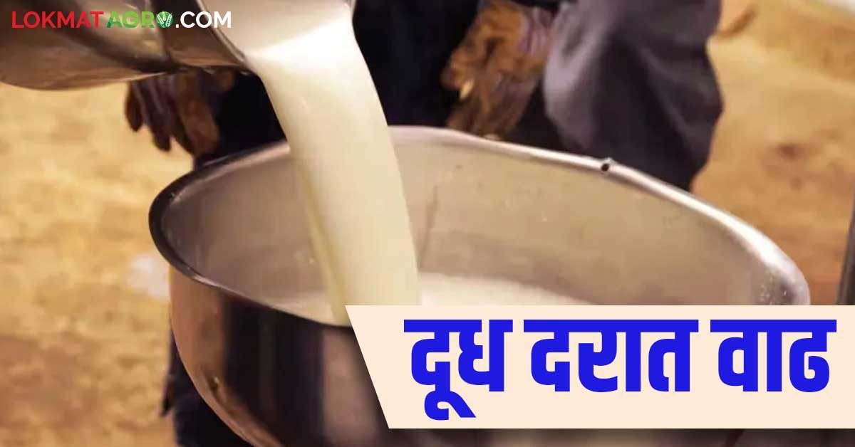 Dudh Dar : राज्यातील दूध उत्पादकांना दिलासा; गायीच्या दुध खरेदी दरात ...