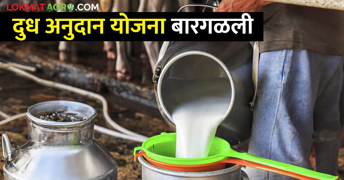 दुध अनुदान योजना; नगरमध्ये दुध अनुदानाचे घोडं नेमकं कुठे अडलं | Milk ...