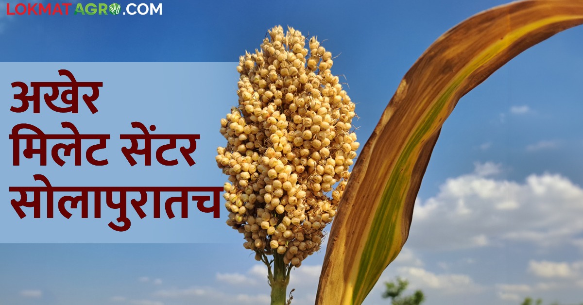 Millet Excellence Center; बारामती मिलेट सेंटरचा जीआर रद्द, आता सोलापुरातच होणार उभारणी | Millet ...