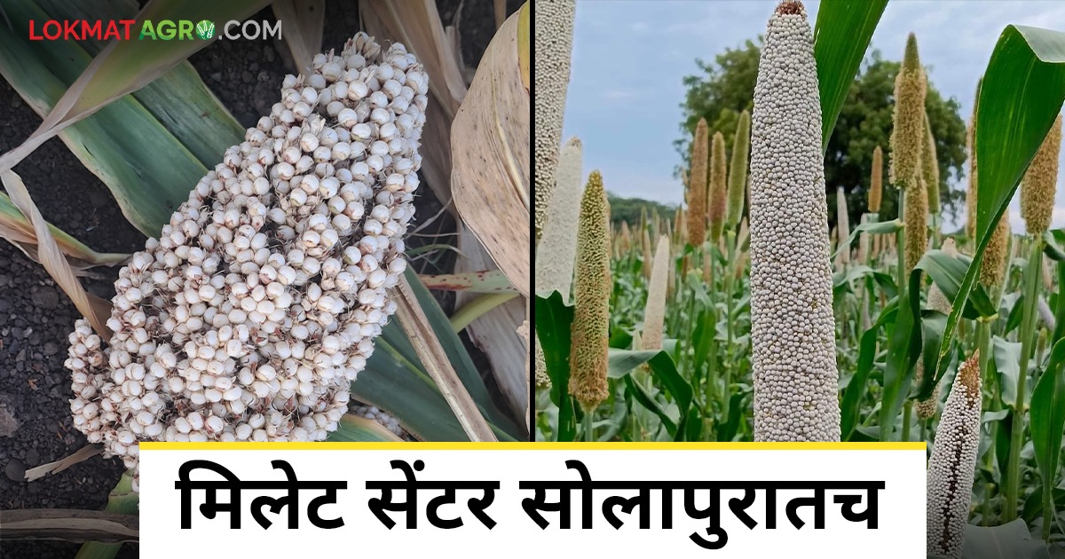 Millet Center Solapur : मिलेट सेंटर सोलापूरमध्येच होणार; हैदराबादच्या संस्थेशी महिन्यात करार ...