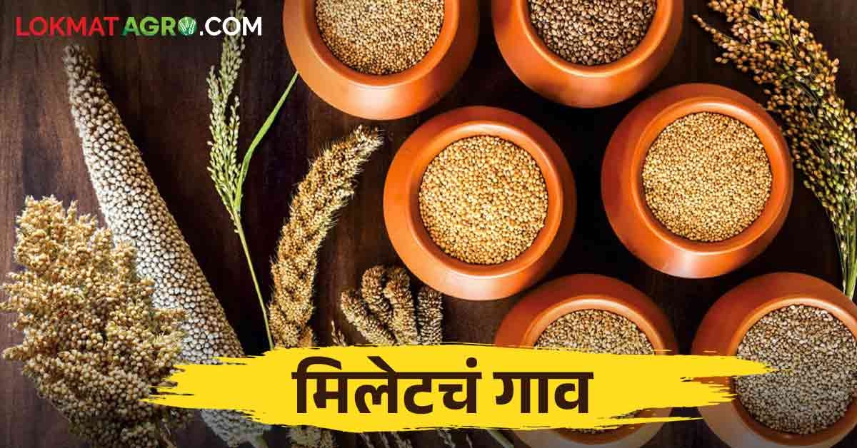 मिलेट उत्पादनातून सोलापूर मधील या गावाला मिळतेय नवी ओळख | This village in Solapur is getting a ...