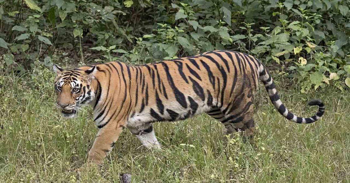 वाघ-बिबट्याच्या हल्ल्यात मृत्यू झाल्यास २५ लाखांची मदत अन् कुटुंबातील ...