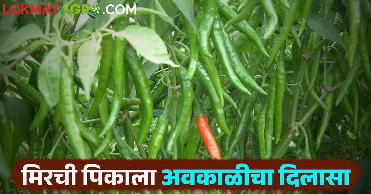 latest news Pre-Season Chillies bloomed prematurely read in details