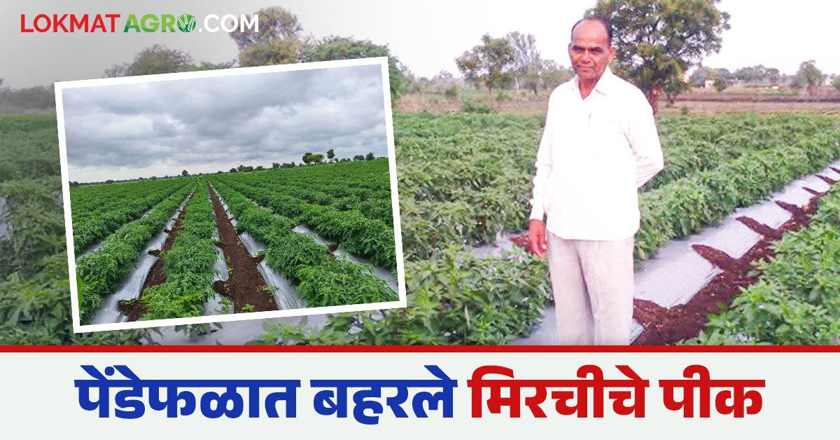 latest news Chilli crop blooms in Pendephal vaijapur district