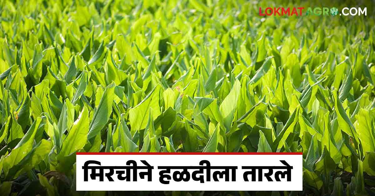 Crop Management of Chili and turmeric