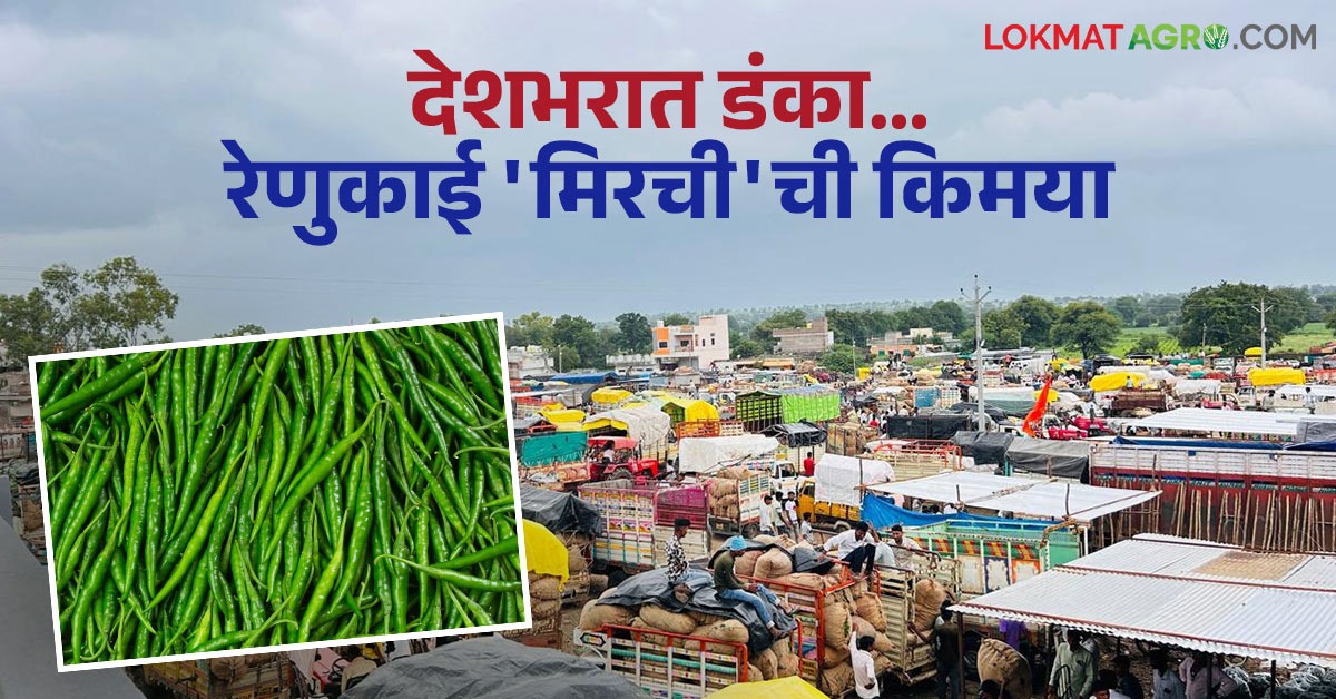 latest news Pimpalgaon Renukai's green chillies are making a splash ...