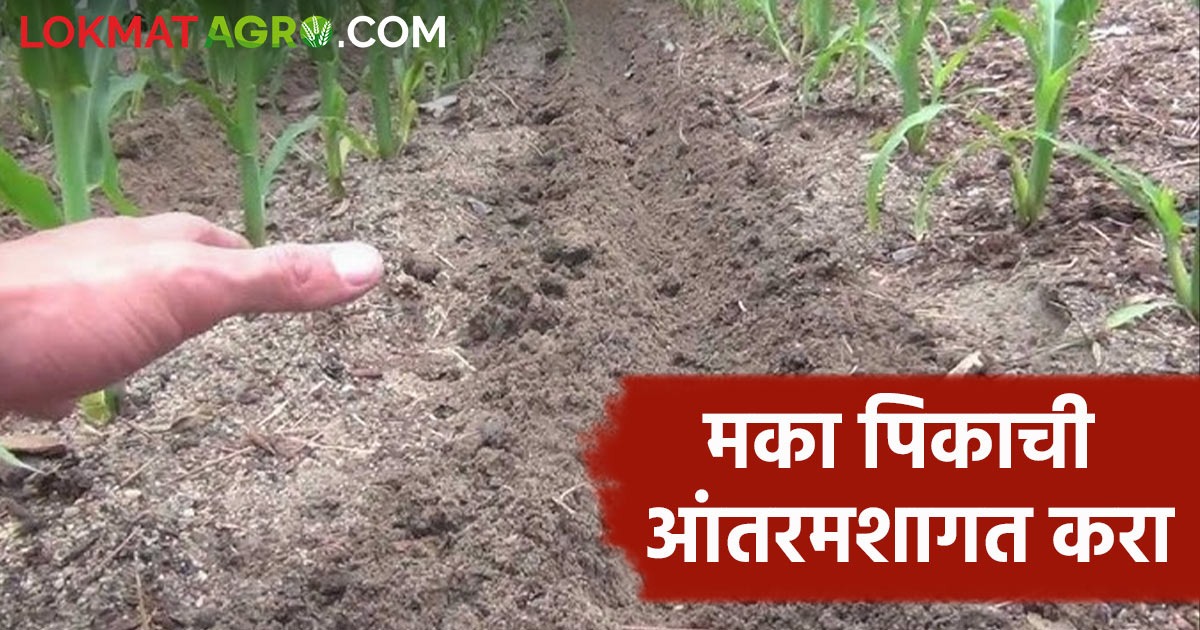 Rabbi Maka Crop : मका पिकात पेरणीनंतर आंतरमशागतीची कामे कशी कराल? वाचा ...
