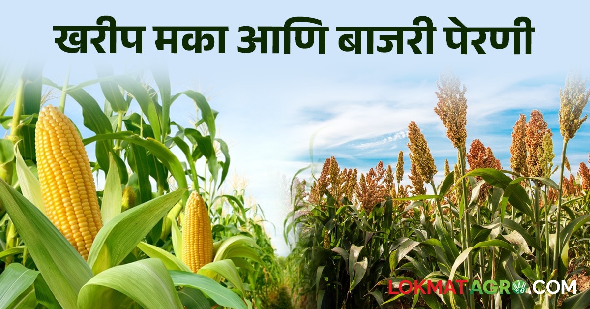 Bajari Sowing : शेतकऱ्यांनो! बाजरी आणि मका पेरणी कधी आणि कशी करावी ...
