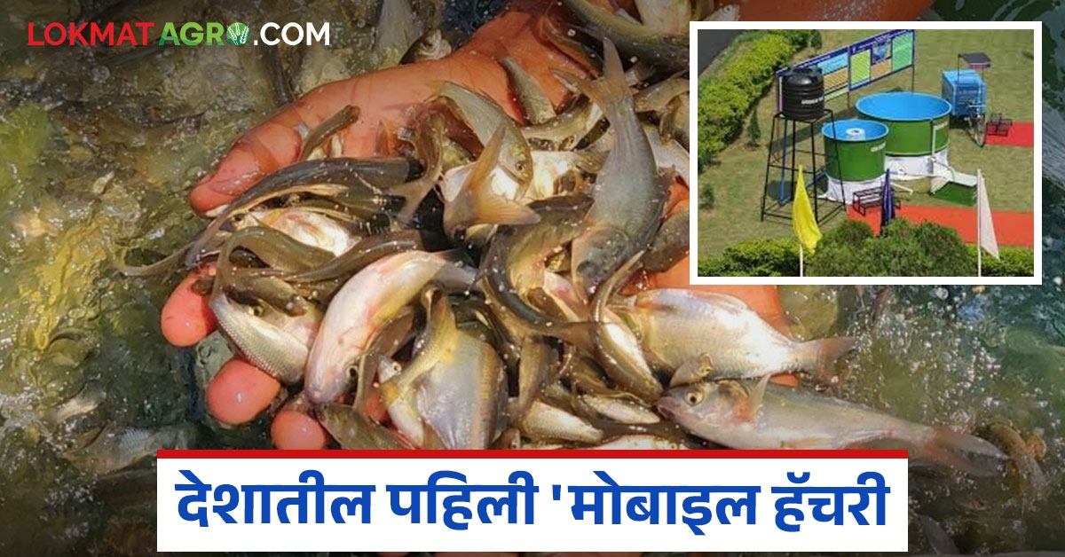मोबाइल हॅचरी काय आहे, राज्यातील मत्स्य उत्पादक शेतकऱ्यांना कसा फायदा ...