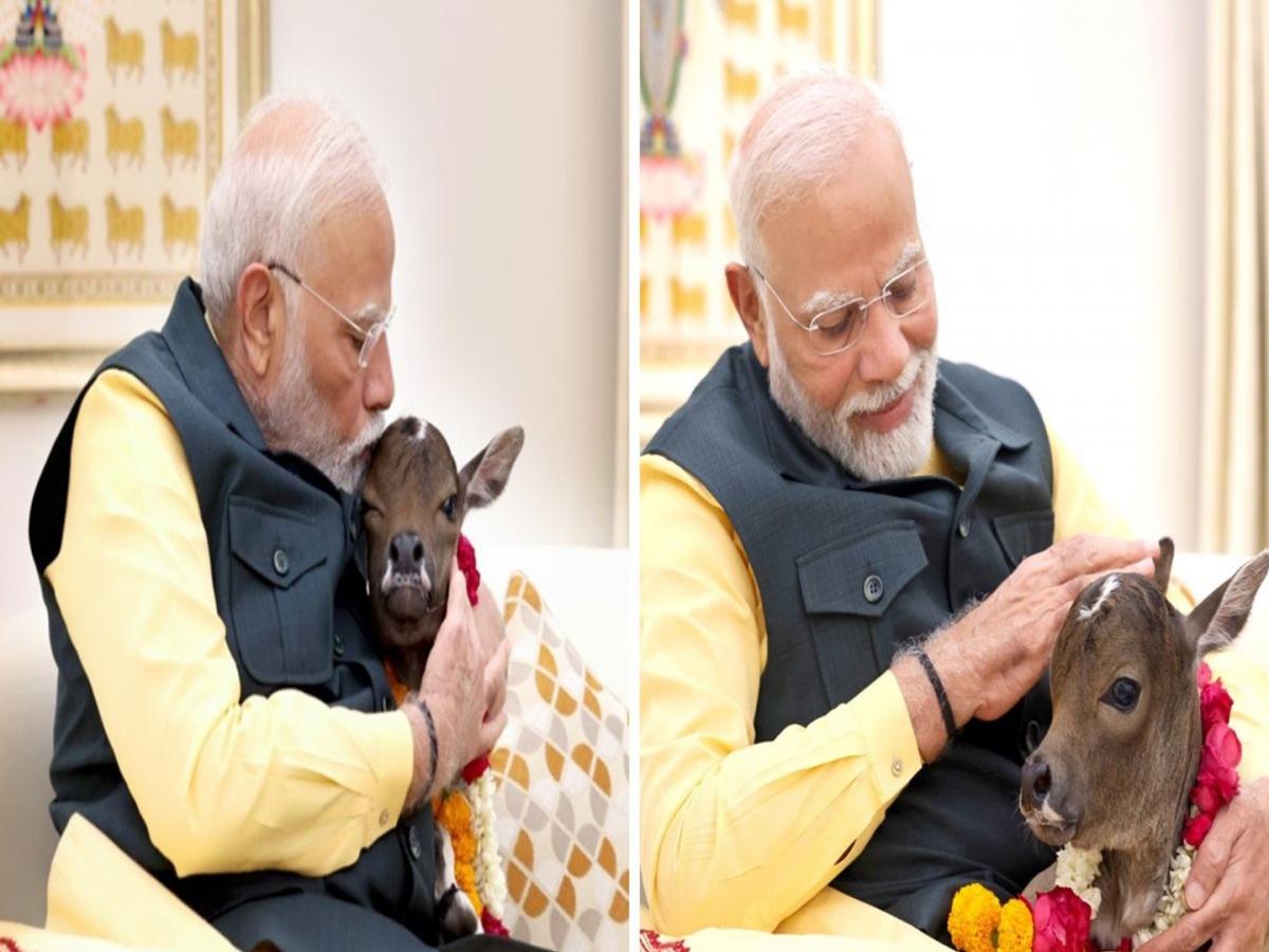 पंतप्रधान निवासस्थानी गायीने दिला गोंडस वासराला जन्म; मोदींनी ठेवलं खास ...