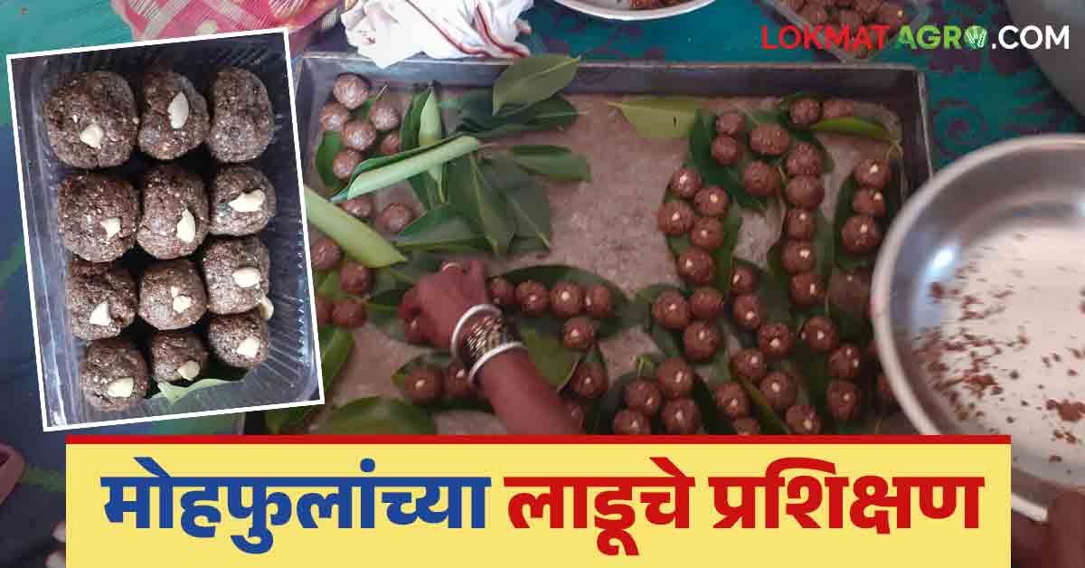 Mohfule Ladu : असे बनवा मोह फुलापासून पौष्टिक लाडू, तोंडापूर कृषी ...