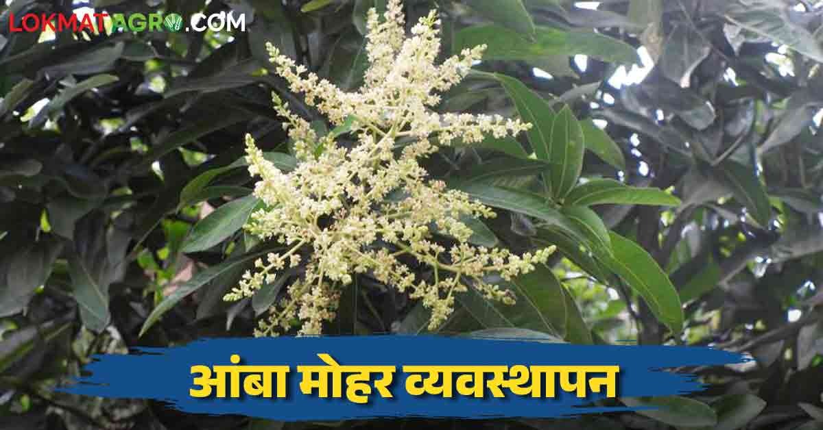 Mango Blossom Management : आंबा मोहोर जपा अन् अधिक उत्पादन मिळवा, असे ...