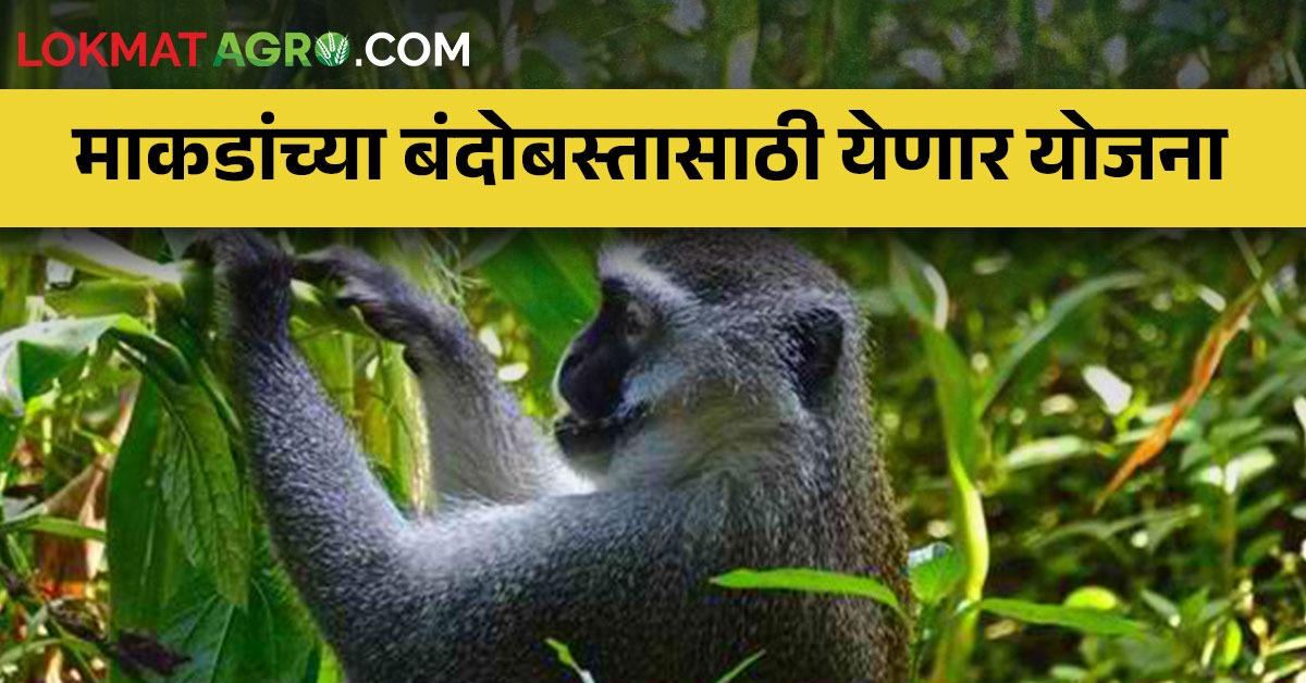 पिकांचे नुकसान करणाऱ्या माकडांच्या उच्छादाचा होणार बंदोबस्त | There ...