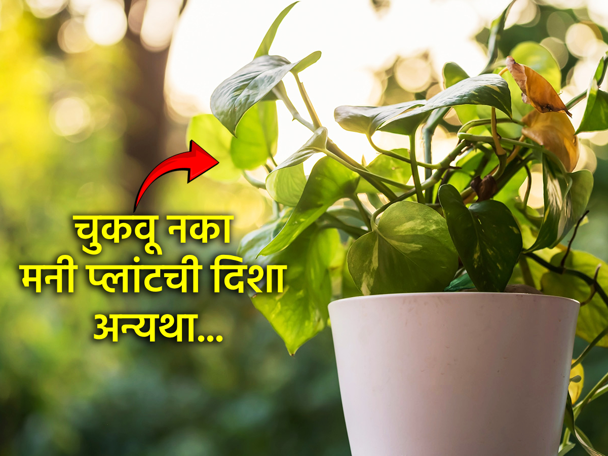 Vastu Shastra: मनी प्लांट चुकीच्या दिशेला ठेवाल, तर आयुष्यभर पश्चात्ताप ...