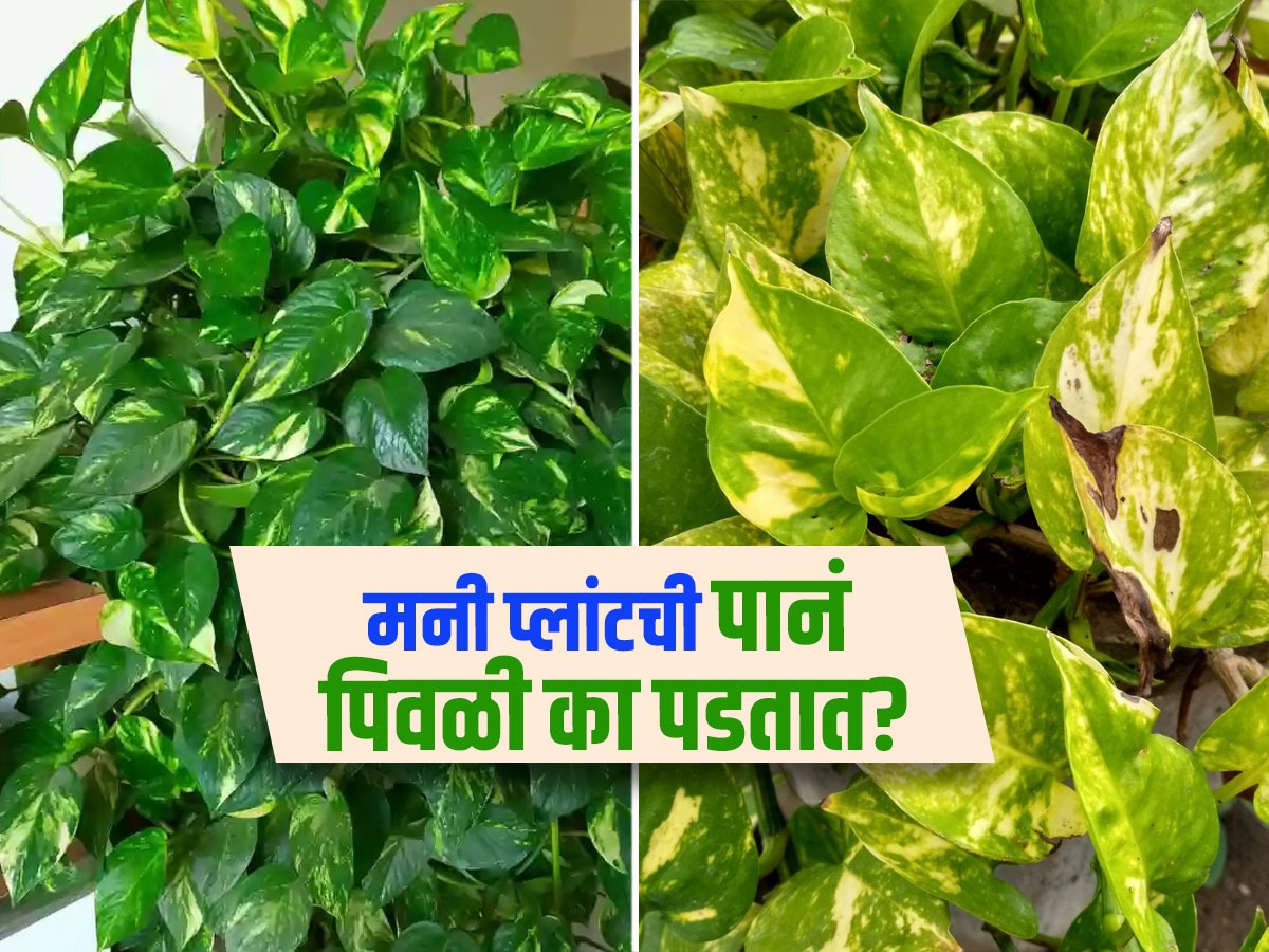 मनी प्लांटची झरझर होईल वाढ, पानंही होणार नाहीत पिवळी; लगेच करा हे सोपे ...
