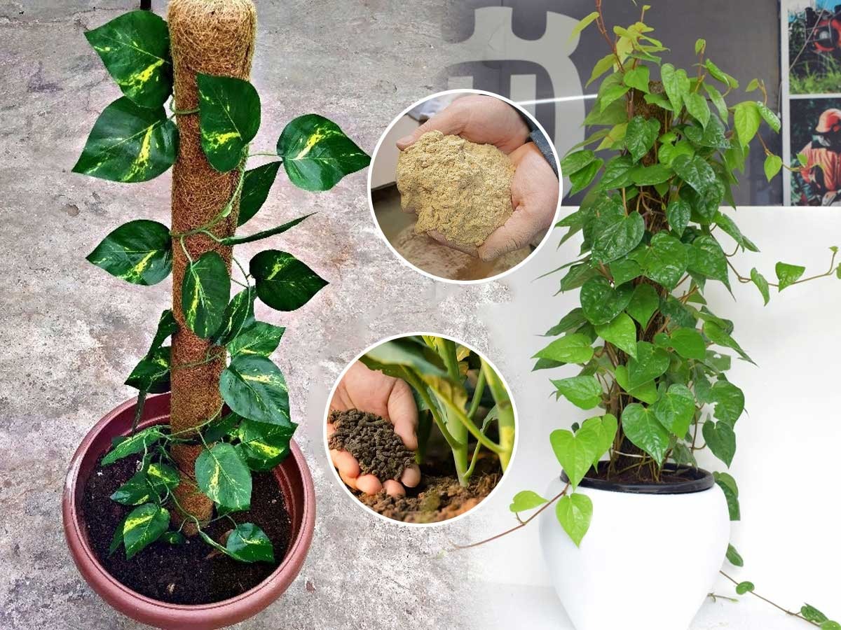 हिवाळ्यात मनी प्लांटची पानं पिवळी पडली- कोमेजली? मातीत मिसळा चमचाभर ...