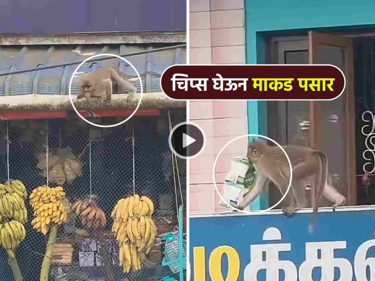 Video: माकडांनाही आता 'चेंज' हवाय... दुकानातले केळीचे घड सोडून मसालेदार ...