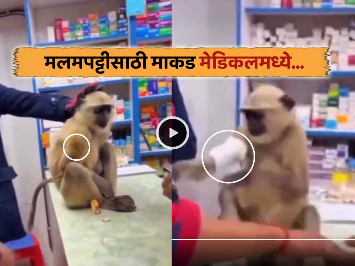 VIDEO: माकडाची हुशारी! जखमी झाल्यावर स्वत:हून मेडिकलमध्ये आलं ...