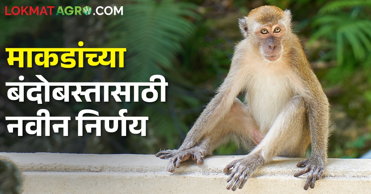 माकडांकडून होणारे पिकांचे नुकसान पाहता राज्य शासनाने घेतला हा निर्णय ...