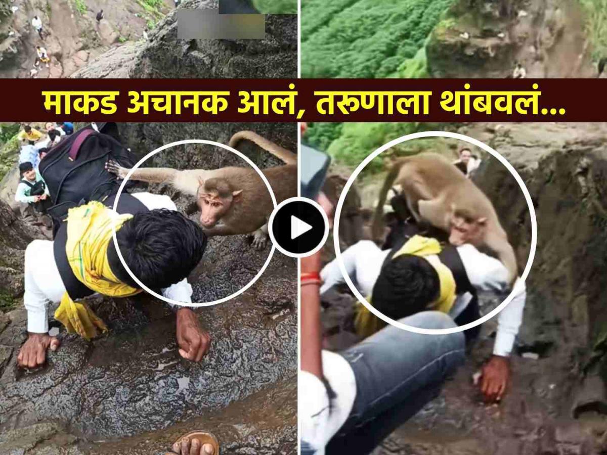 VIDEO: अरे देवा... माकडाने ट्रेकरला मध्येच गाठलं, आधी बॅग उचकली, मग ...