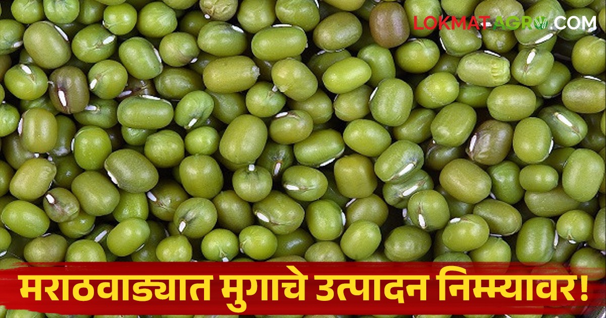 latest news Direct effect of heavy rains; Mung bean production in ...