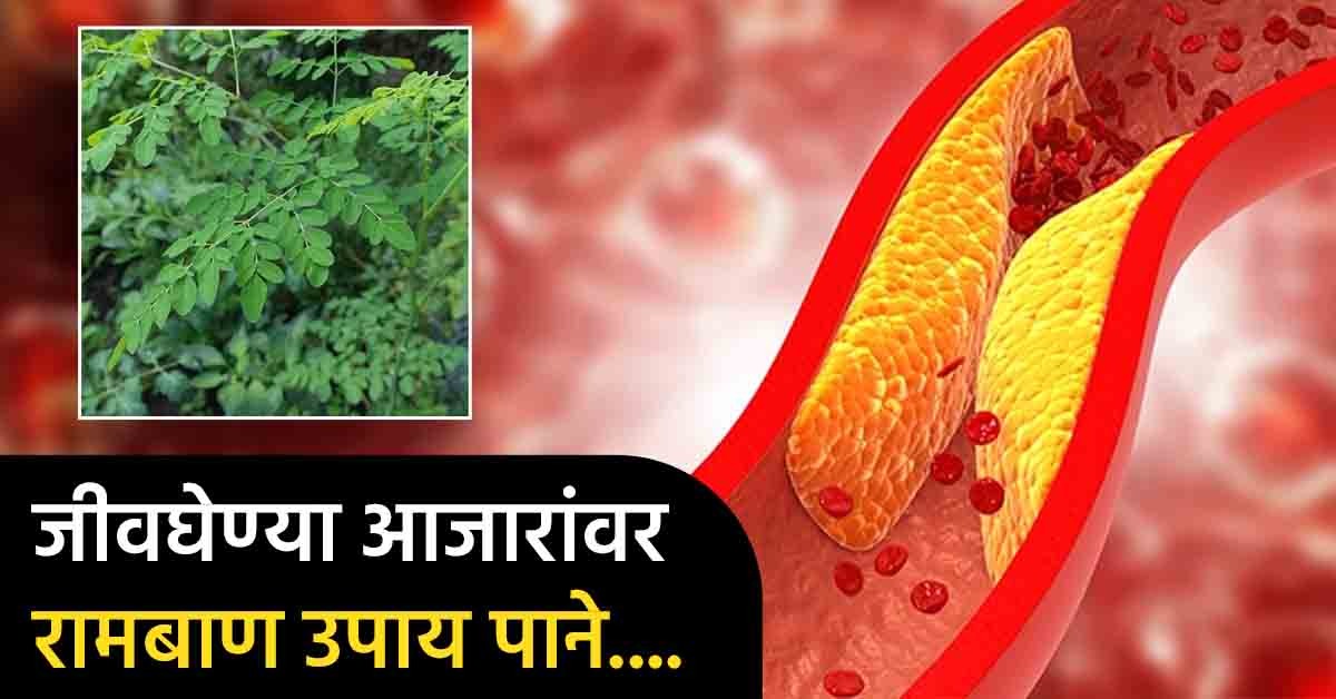 दिसताच तोडून घ्या 'या' झाडाची पाने, नियमित सेवनाने शरीरातून लगेच दूर ...