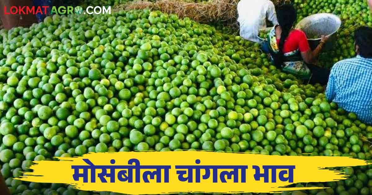 sweet lime market update read in details