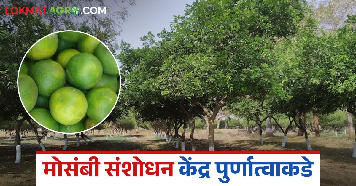 latest news Mosambi Research Center in Isarwadi